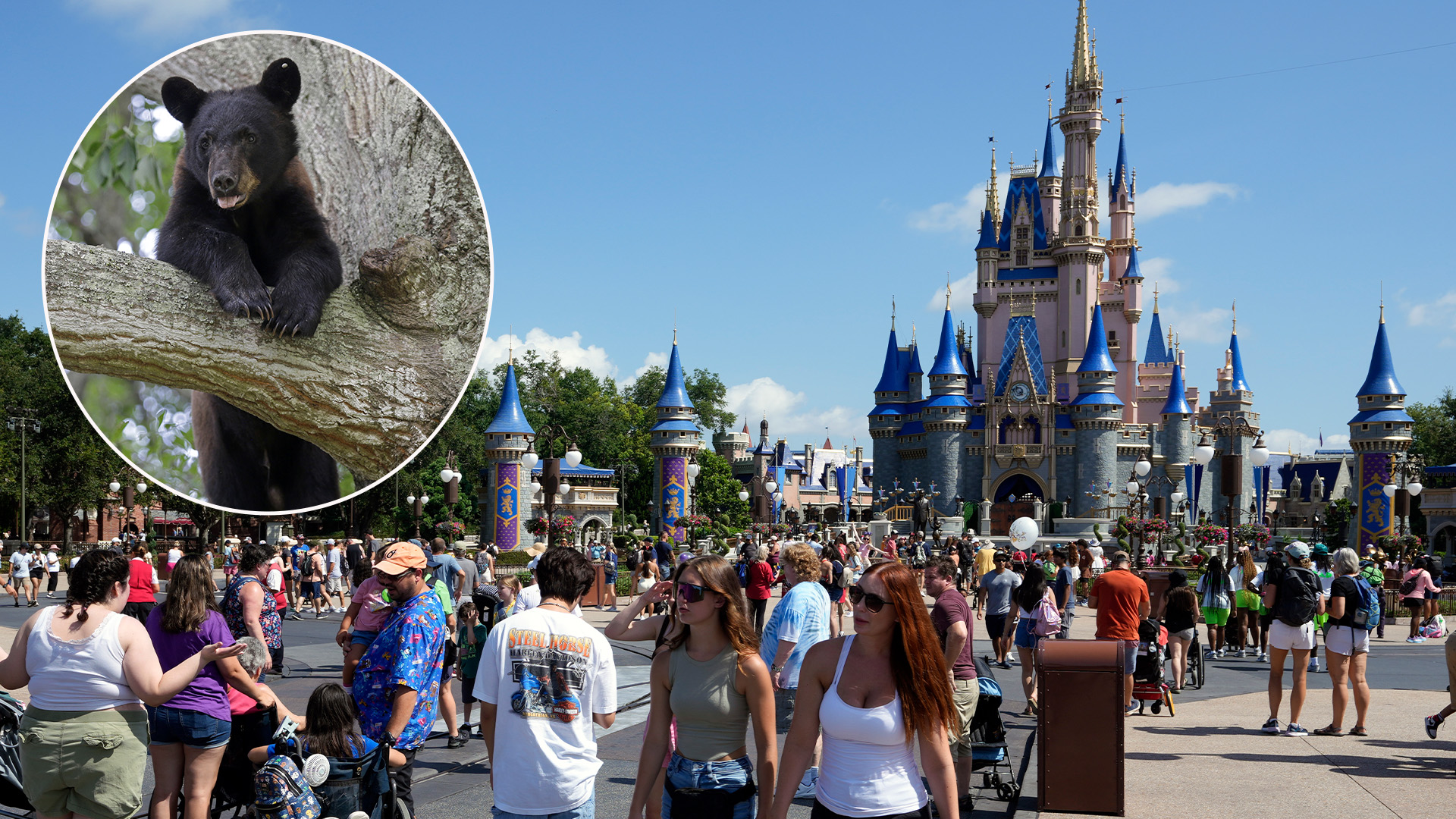 Cerraron un parque de Disney por una osa suelta – La Voz de San Justo
